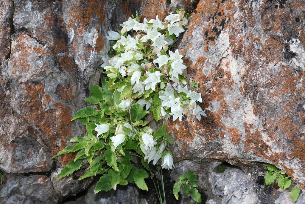 Campanula pendula (Symphyandra pendula)