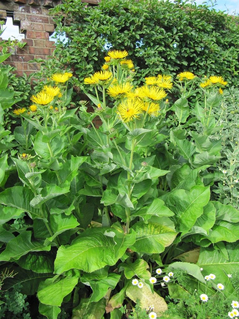 Inula magnifica