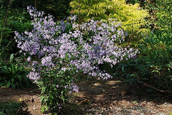 Aster shortii (Symphyotrichum shortii)