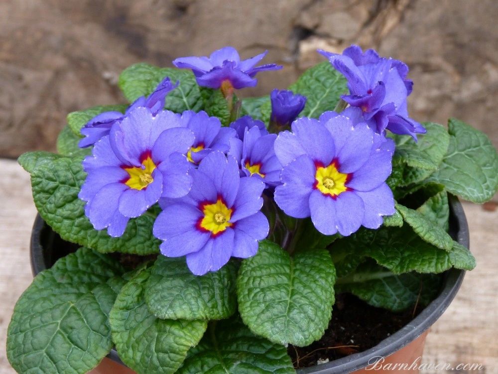 Primula Blue Julianas