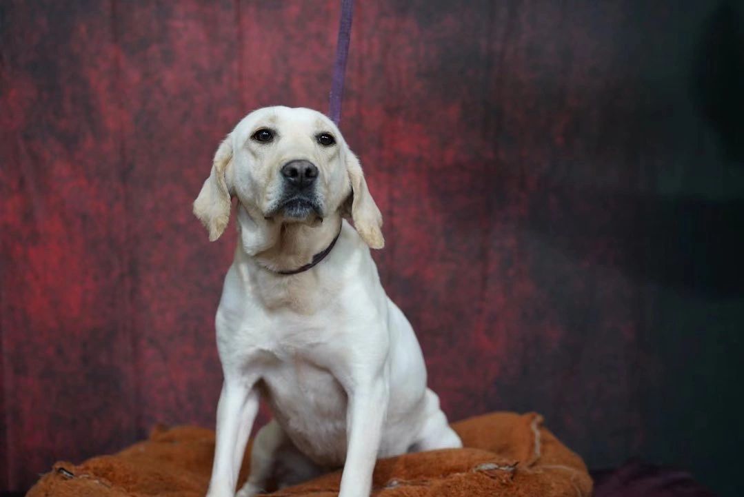 Adoptable dogs | My Why Rescue