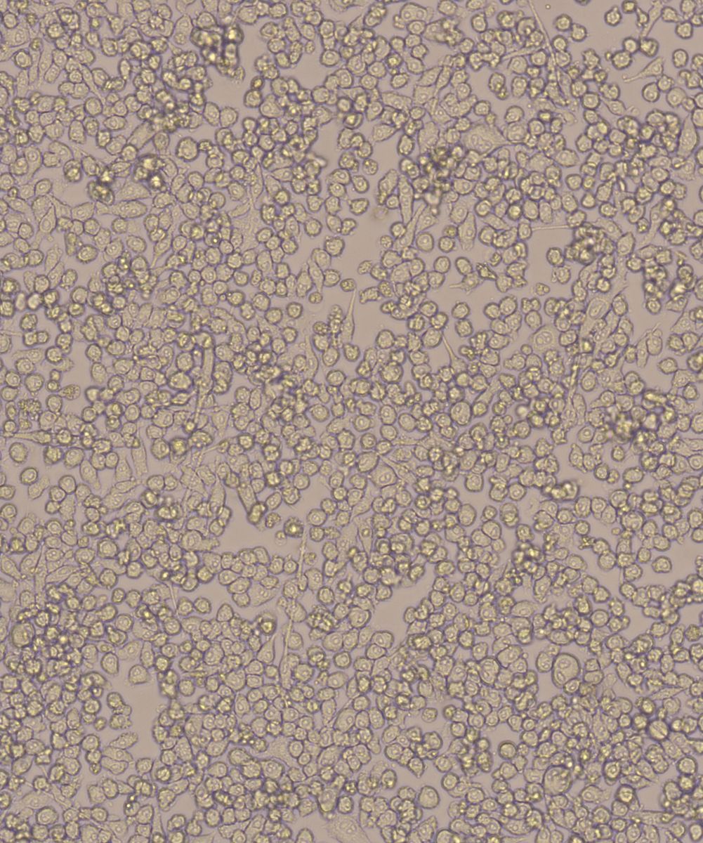 BV2 cell line