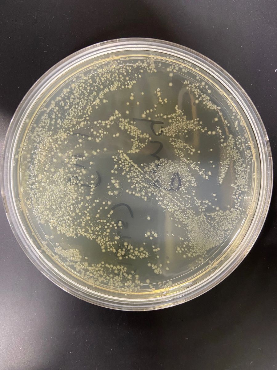 DH5 alpha competent cells