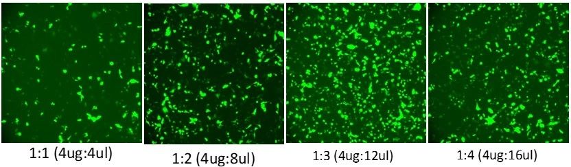 Beyond Biotech PEI ready-to-use transfection reagent