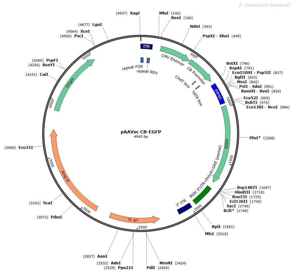 rAAV2 Ready-to-Use Kit