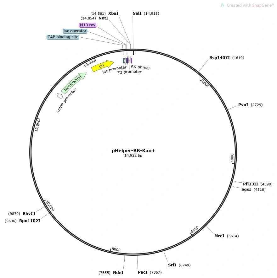 Ready-to-Use pHelper-BB Plasmid