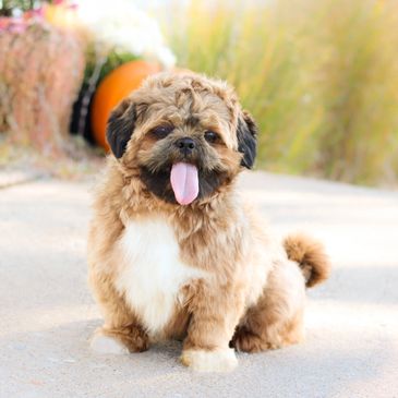 Sugar's Shichon Puppies- StonyRidge Puppies- Puppies for Sale | Shichon ...