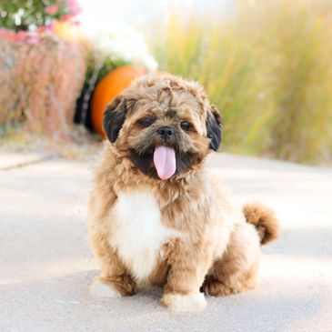 Bailey's Shichon Puppies-StonyRidge Puppies- Puppies for Sale | Shichon ...