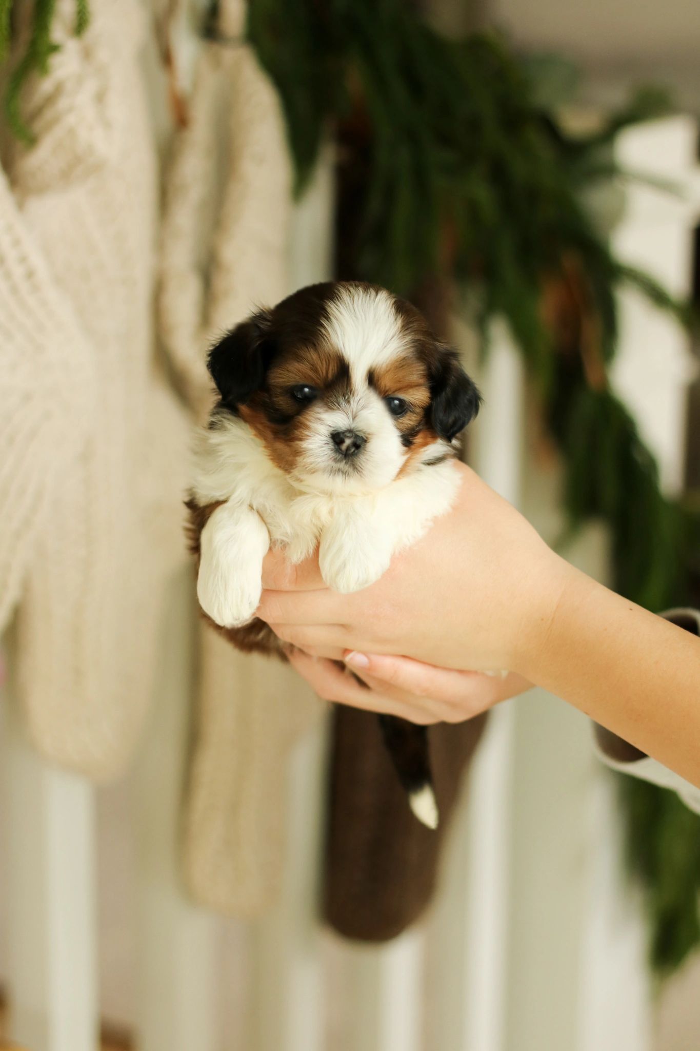 "StonyRidge Puppies"- Puppies for Sale: Teddy Bear Puppies, Shichon ...