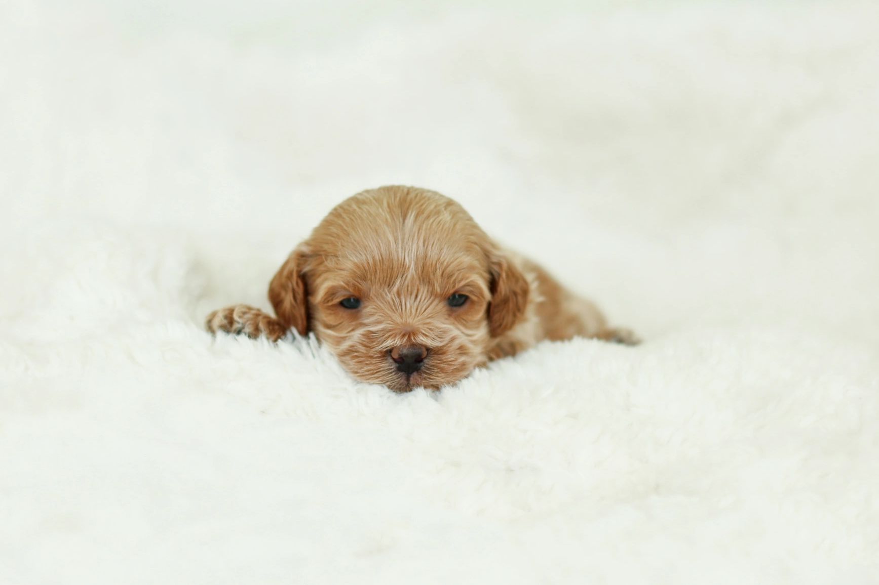 Shihpoo Breeder Shih Poo: Characteristics & Care | Wag!