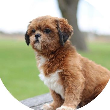 Sadie Shichon Puppies-StonyRidge Puppies- Puppies for Sale | Shichon ...