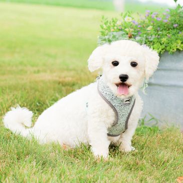 Bailey's Shichon Puppies-StonyRidge Puppies- Puppies for Sale | Shichon ...