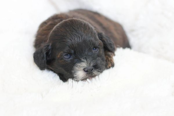 Bella's Shih Poo Puppies-StonyRidge Puppies- Puppies for Sale | Shichon ...