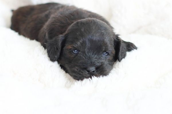Bella's Shih Poo Puppies-StonyRidge Puppies- Puppies for Sale | Shichon ...