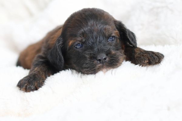 Bella's Shih Poo Puppies-StonyRidge Puppies- Puppies for Sale | Shichon ...