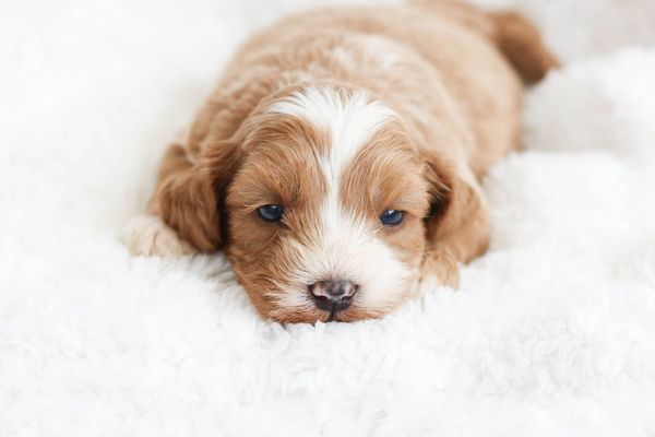 Bella's Shih Poo Puppies-StonyRidge Puppies- Puppies for Sale | Shichon ...