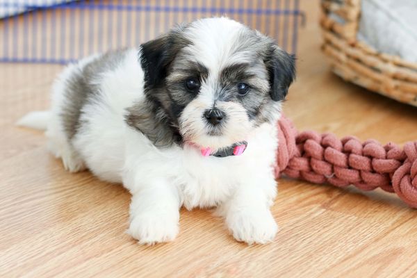 Mila's Shichon Puppies