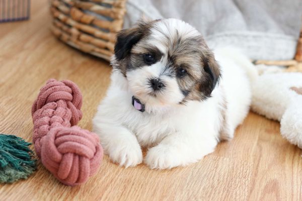Mila's Shichon Puppies