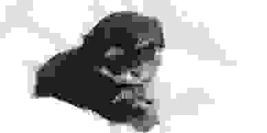 Shihpoo Puppies for Sale | StonyRidge Puppies, Shih Poo Puppies, Poodle ...