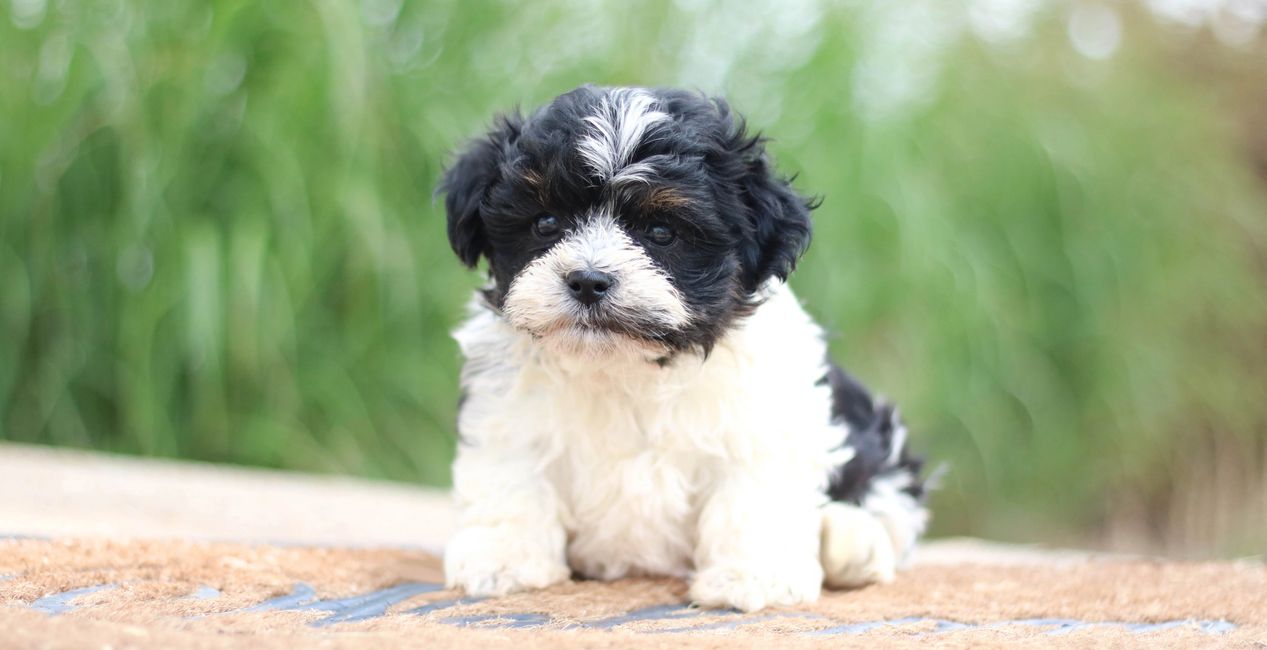 "Teddy Bear" Shichon Puppies for Sale: Shichon | Shitzu Mix | Small ...