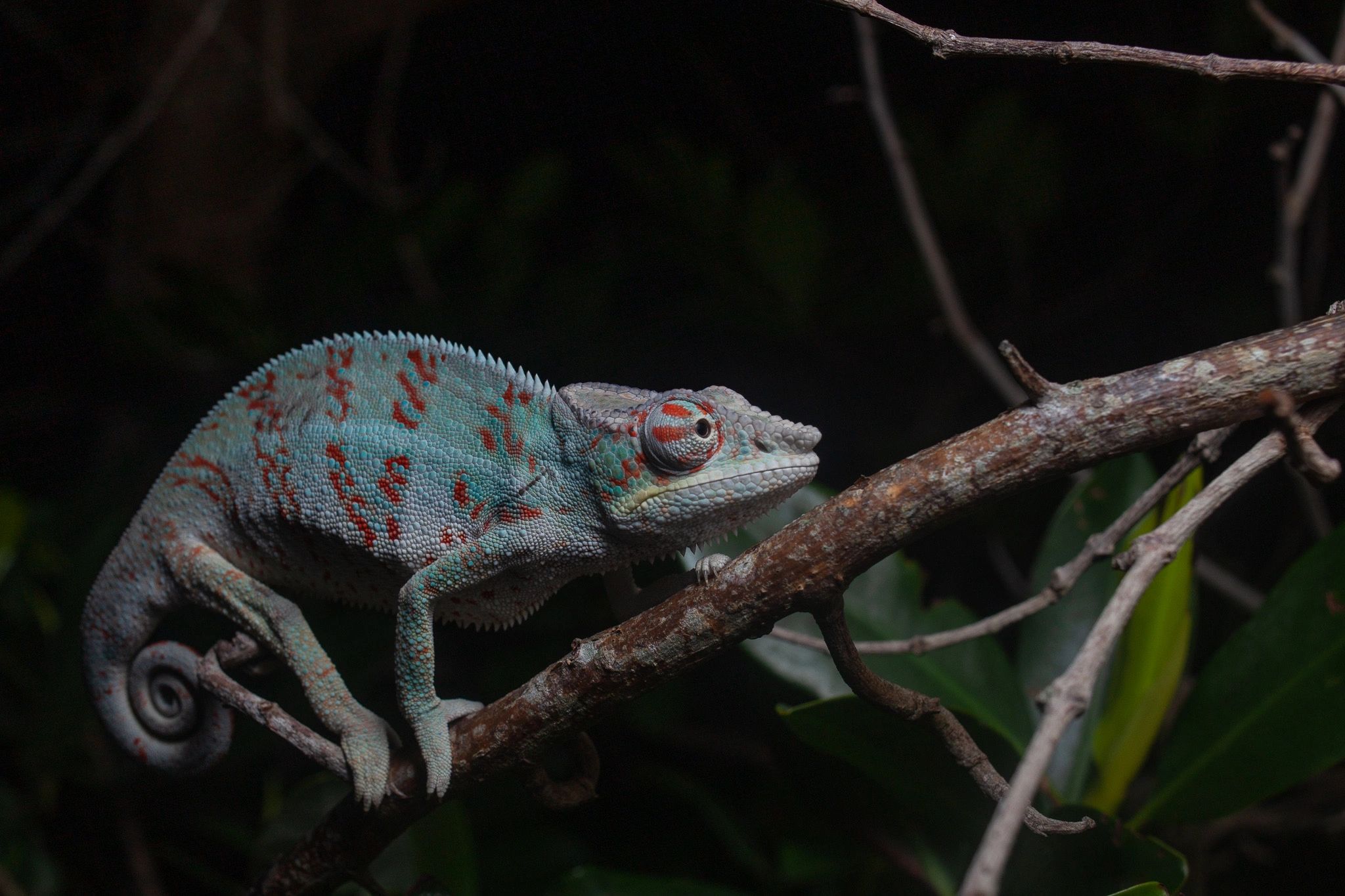 Gulf Coast Tree Lizards