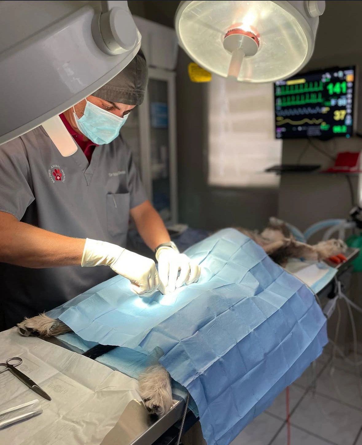 Caparra Animal Hospital