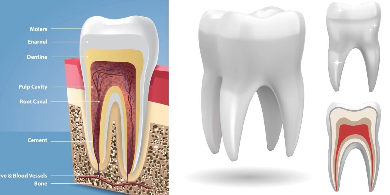 Endo - Root Canal Therapy | Glebe Point Dental