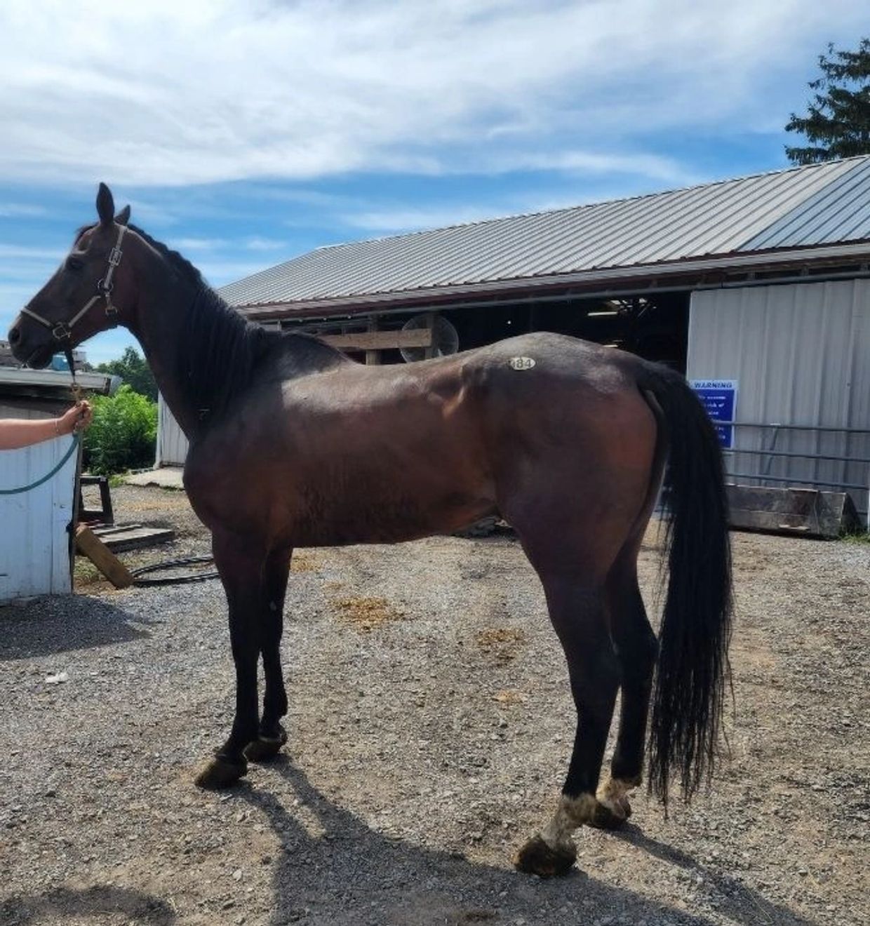 Horses in Need