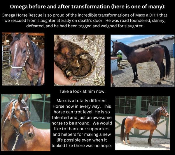 Omega Horse Rescue