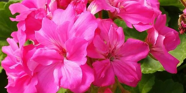 Thies Farm & Market - Retail Farmers Market, Greenhouse