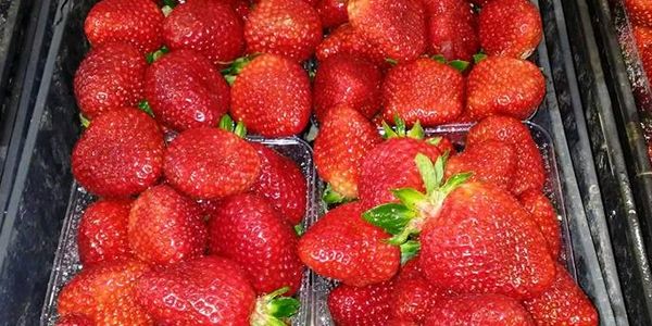 Thies Farm & Market - Retail Farmers Market, Greenhouse