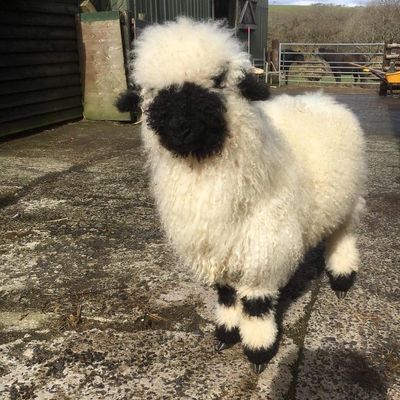 For Sale | Valais Blacknose Sheep Kent