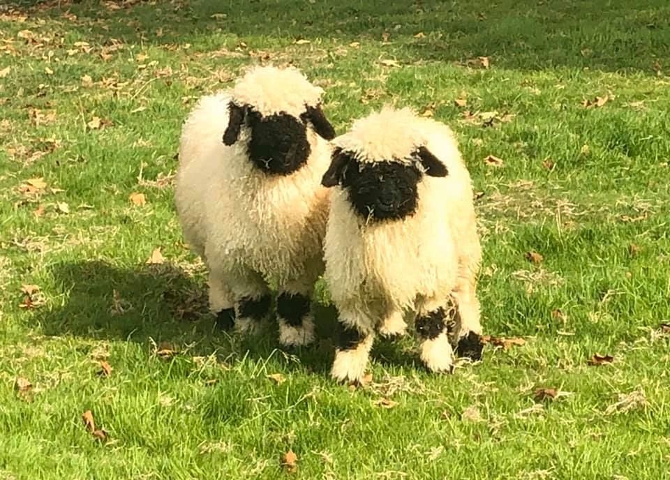 Valais Blacknose Sheep Eyes