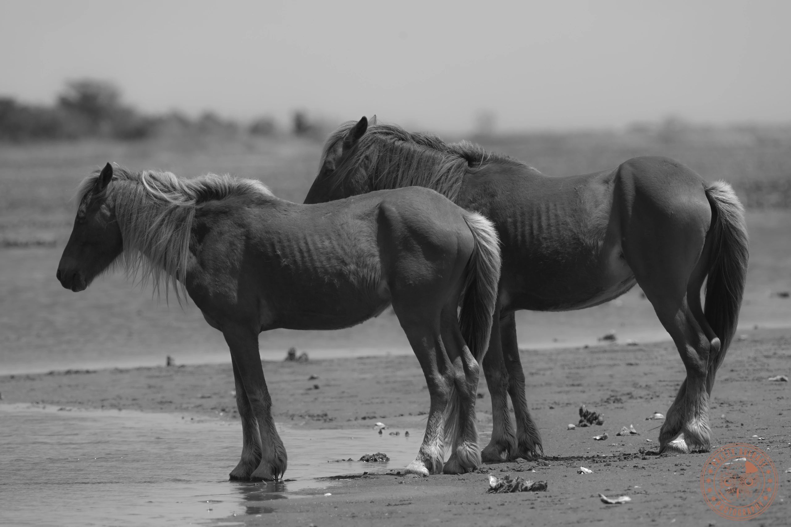 Photography - Pretty Average Photography