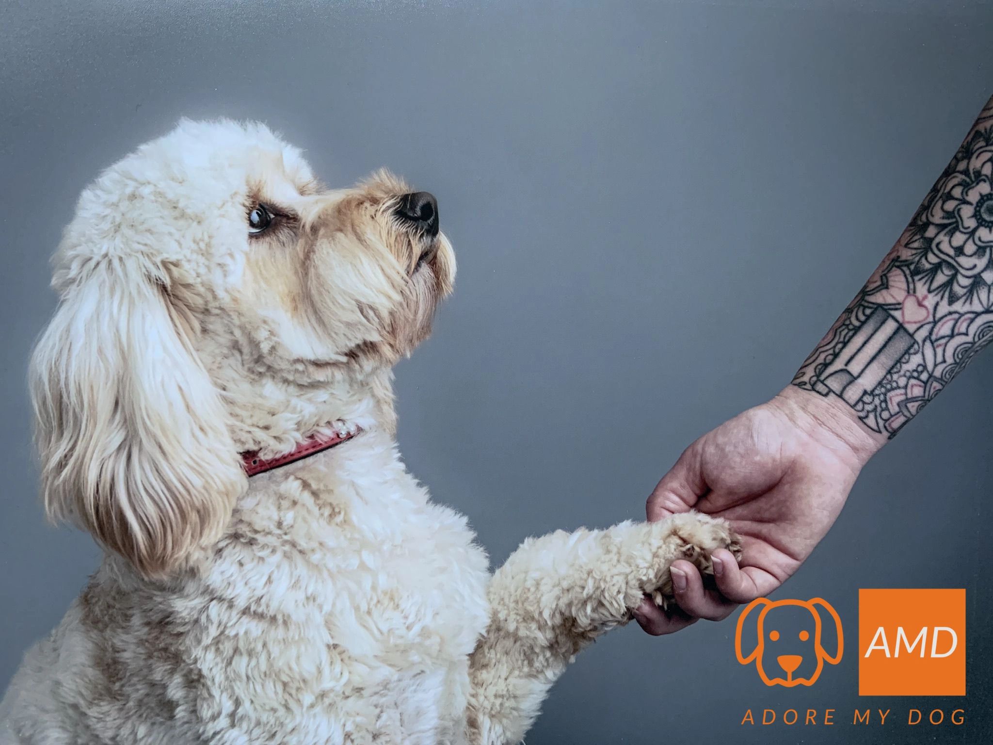 Professional Dog Walking Services