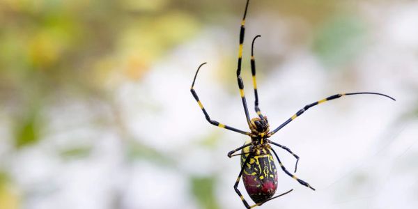 Sprague Pest Control