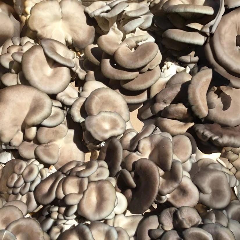 Small Spring Csa Share 2025