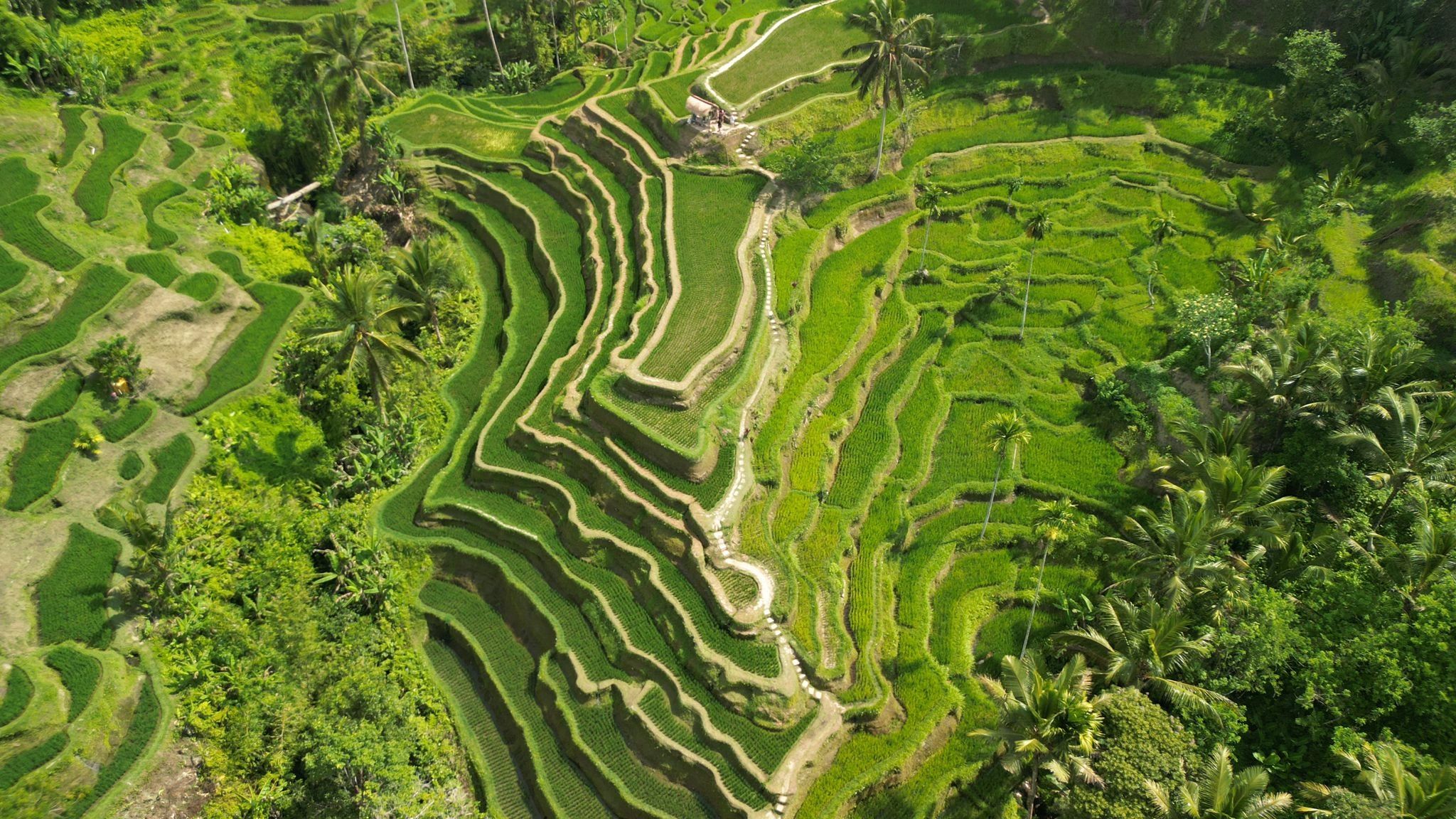 Mupu Rice Terrace - Home