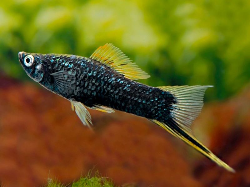 Black Swordtail Fish