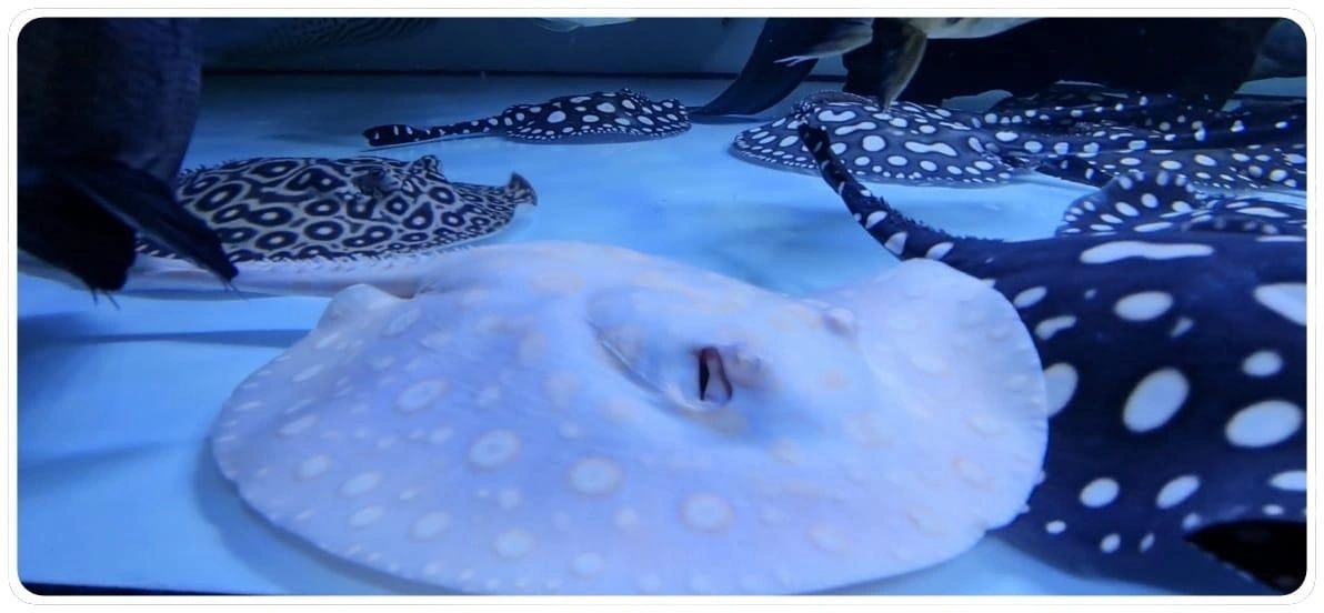 Freshwater High Grade Albino Black Diamond Polka Dot Stingray