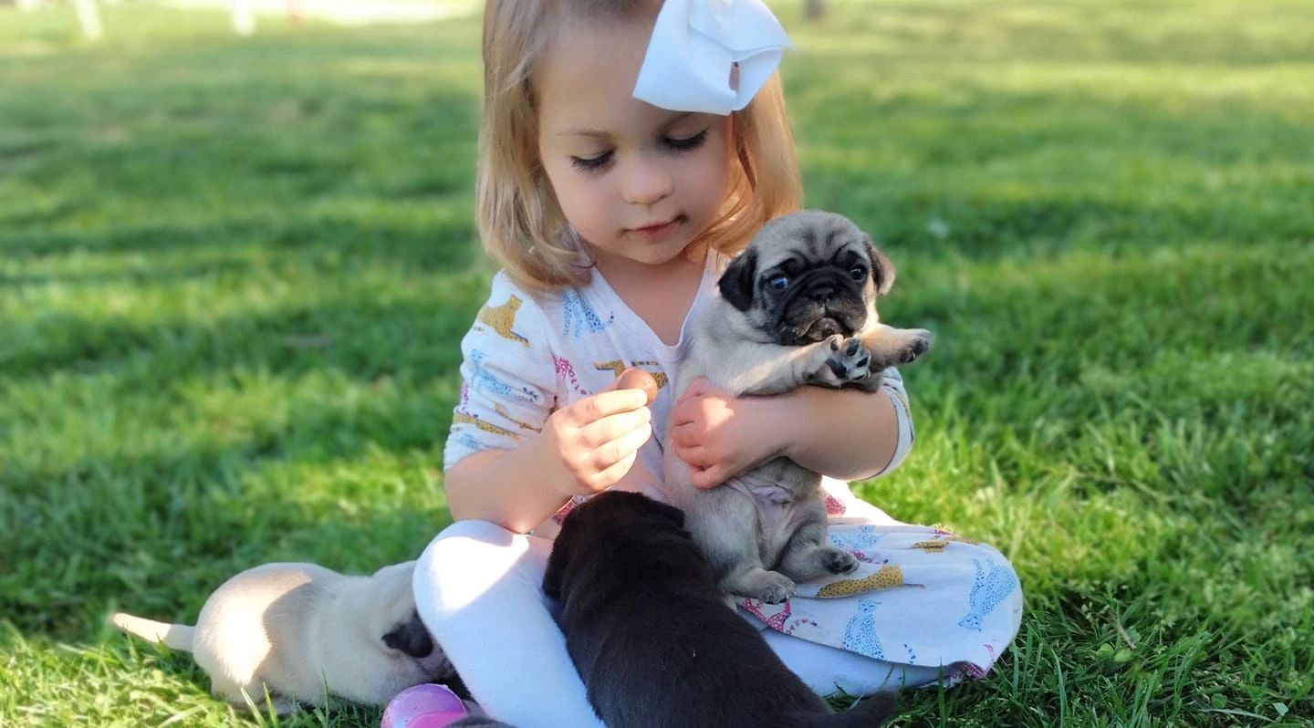 My Princess Pugs - Pug, Breeder, Pug Puppies, Pug