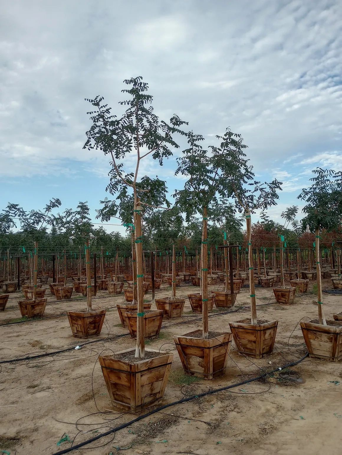 Arizona Grown Citrus and Ficus Indian Laurel Nursery - Ficus