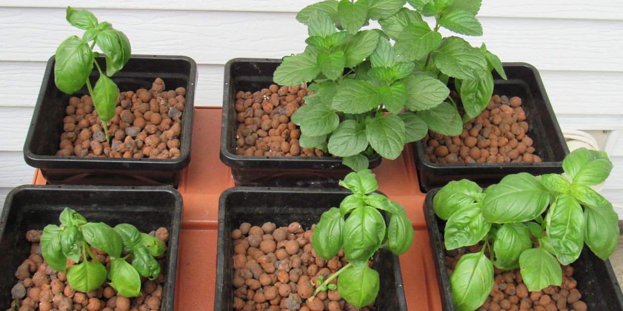 CCi Gardening Connections - Hydrogen Peroxide, Gardening