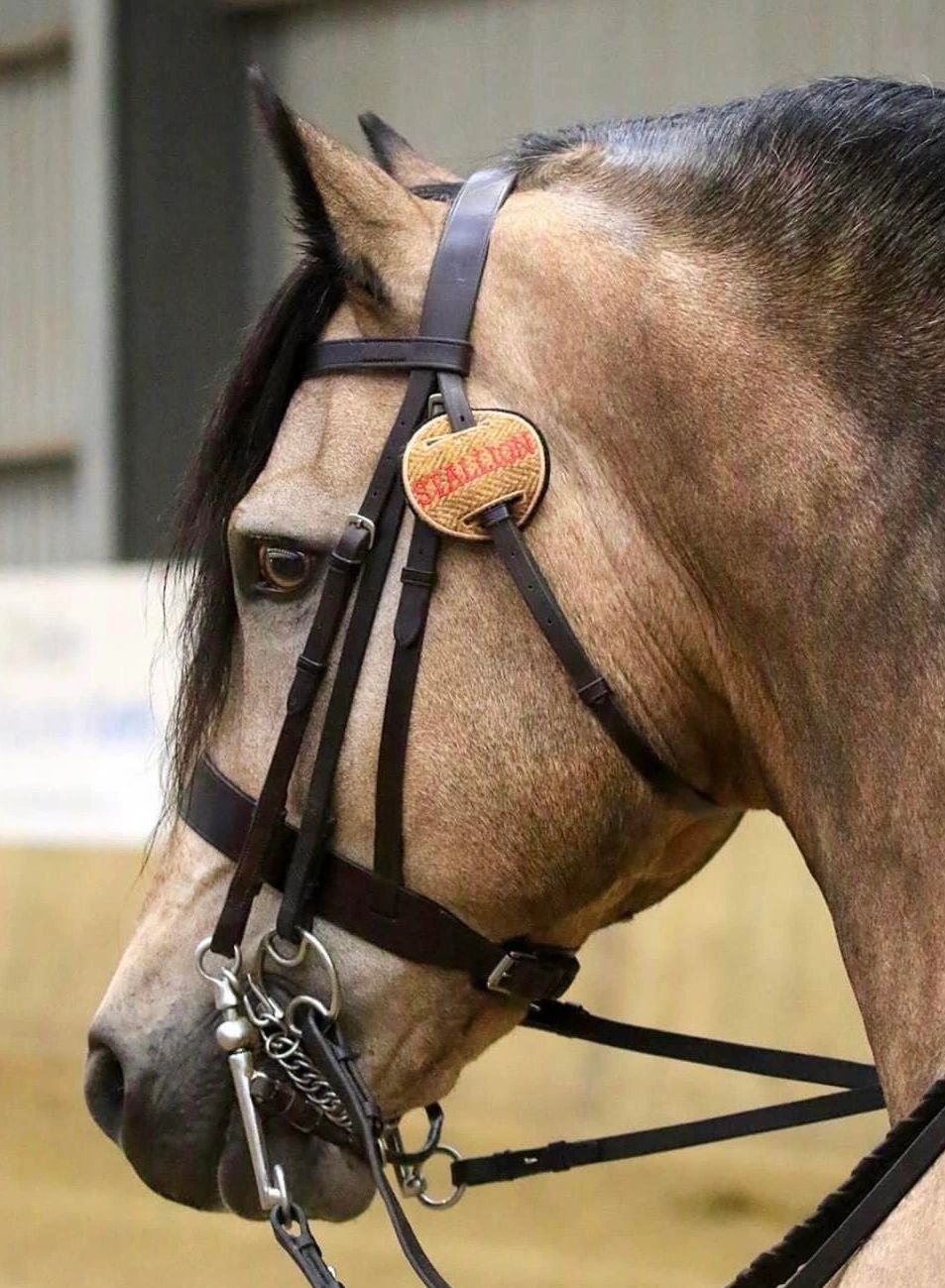 EquineBridleDiscs - Bridle Badge, Stallion Disc, Horse, Bridle Badge