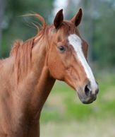 Meet our Horses | LEARN Horse Rescue