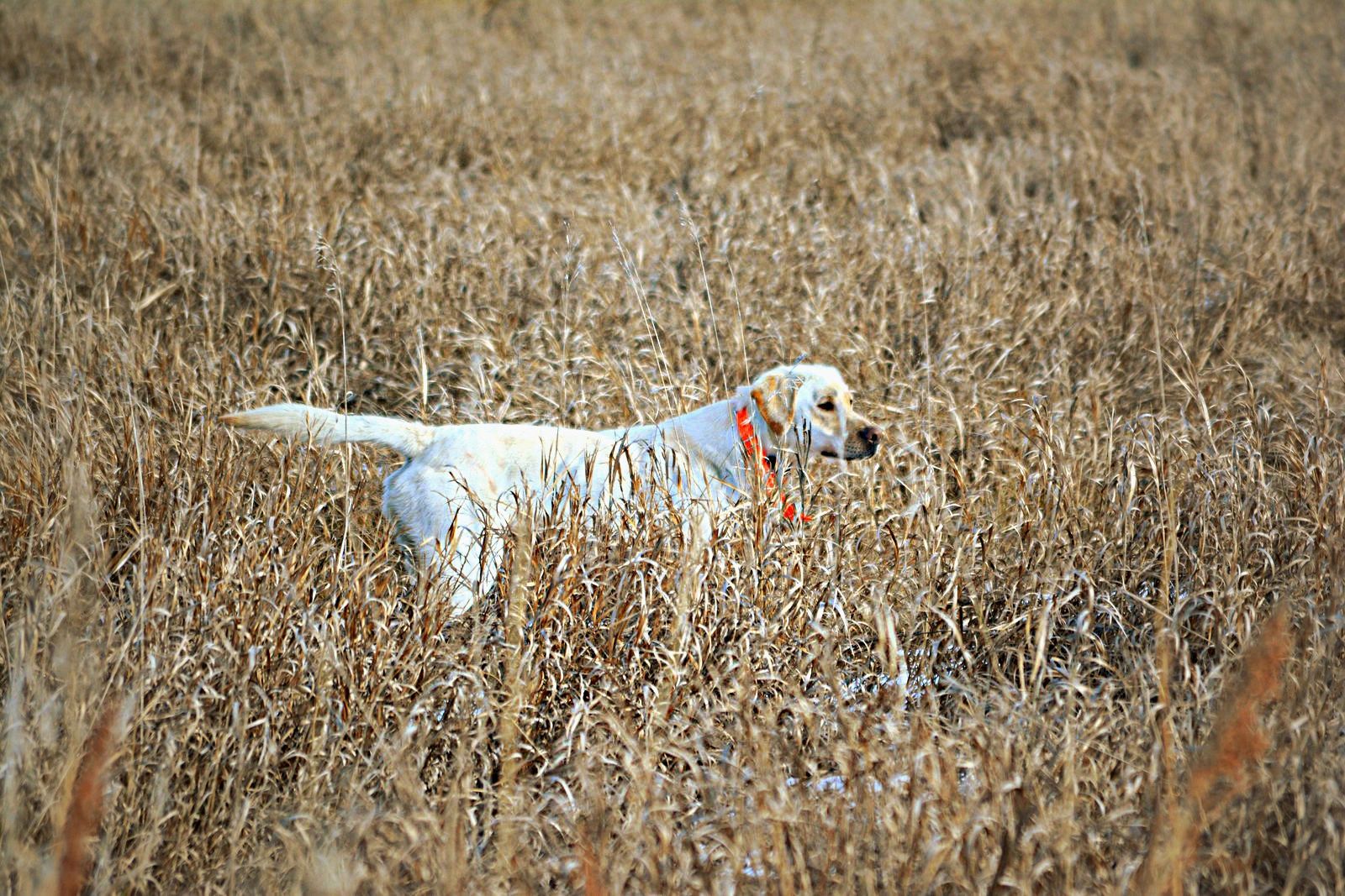 How to Care for Your Hunting Dog Before and After a Hunt
