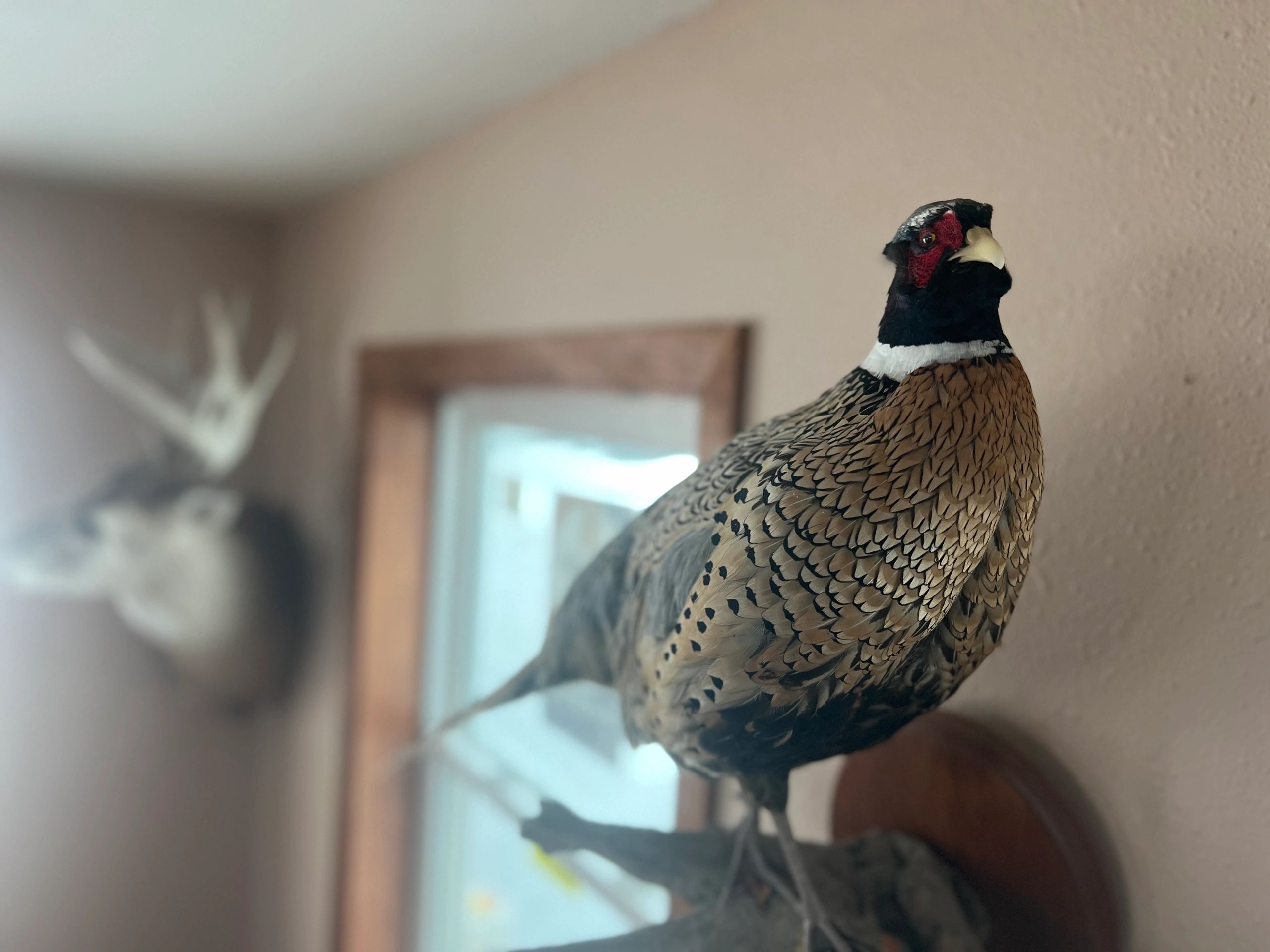 Conservation and Pheasant Hunting