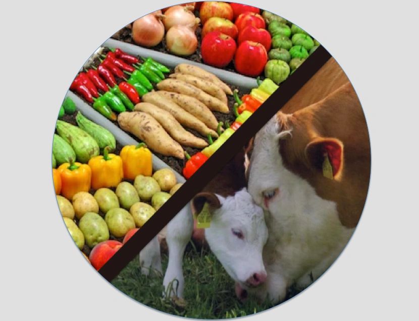 Plants Over Animals - Vegan, Plant-Based Nutrition