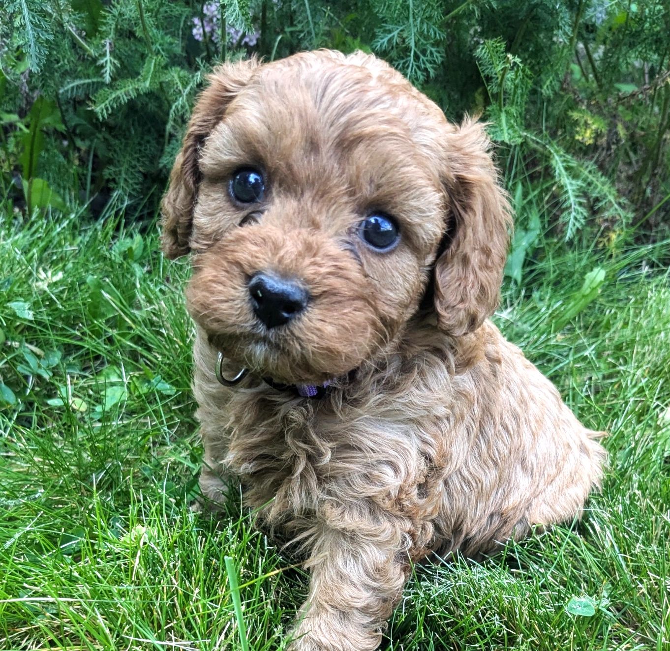 Fern Haven Puppies - Cavapoo Breeder Mn, Cavapoo Breeders, Cavapoo Puppies