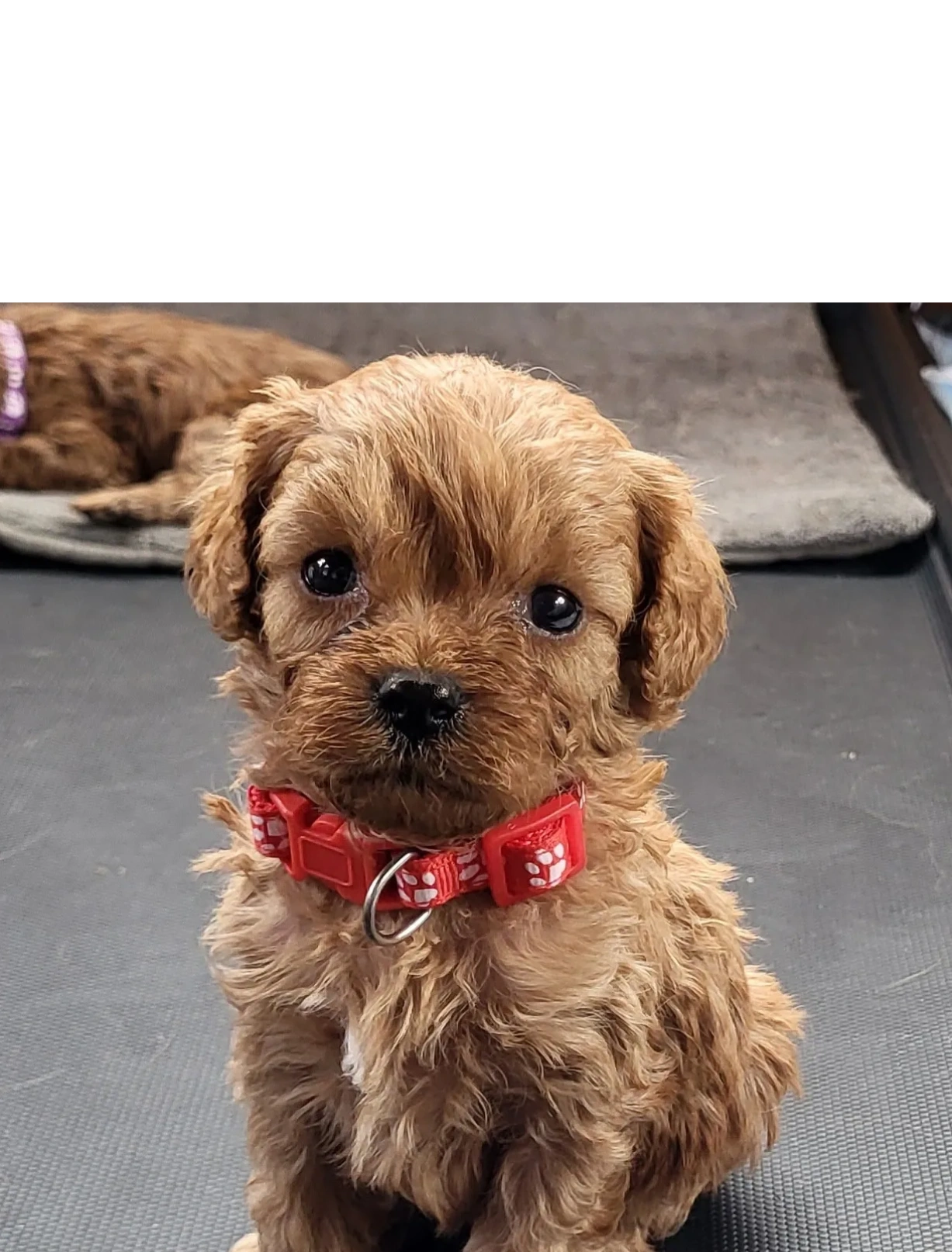 Fern Haven Puppies - Puppy, Cavapoo, Cavapoo Puppies